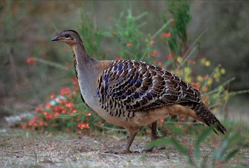 Photos from Australia | Australia Pictures